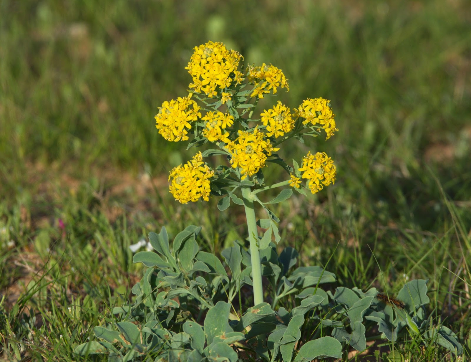 Dominic's Field Photos: Har Amasa flowers