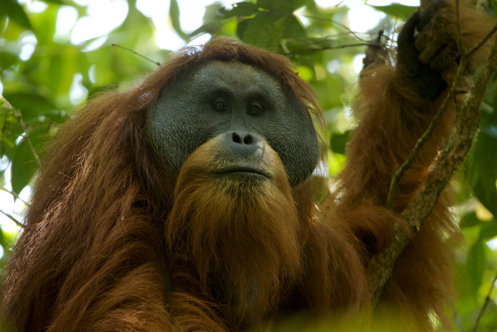 Penemuan Spesies Baru Orang Utan Paling Langka di Bumi - Biologizone Penemuan Spesies Baru Orang Utan Paling Langka di Bumi - Biologizone