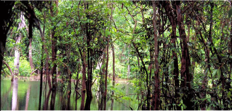 BRASIL: LA SELVA AMAZÓNICA
