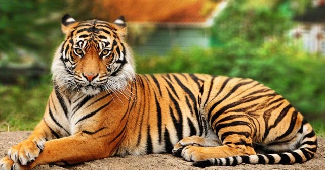 Scientific Name of Tiger | Cheeta ka vaigyanik name | तेंदुआ, चीता का ...