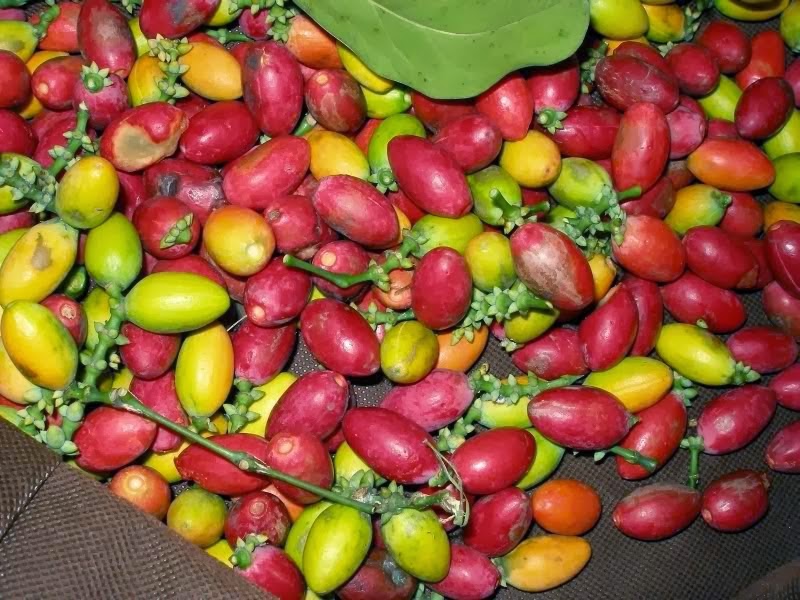 Healty: Health Benefits of Melinjo Leaves and Melinjo Seeds