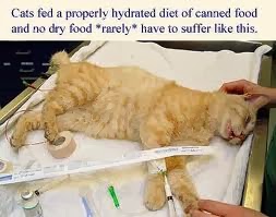 Cat Health Stricture Colon Problems - The Cat and Animal