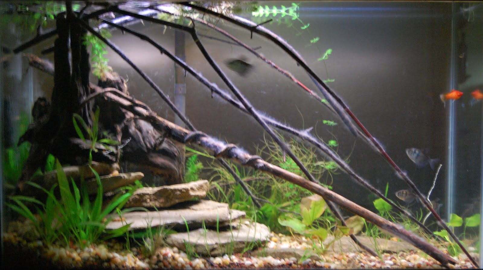 Aquascaping Art: American River Bank Tank