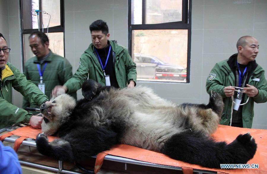 Paralyzed panda has an operation