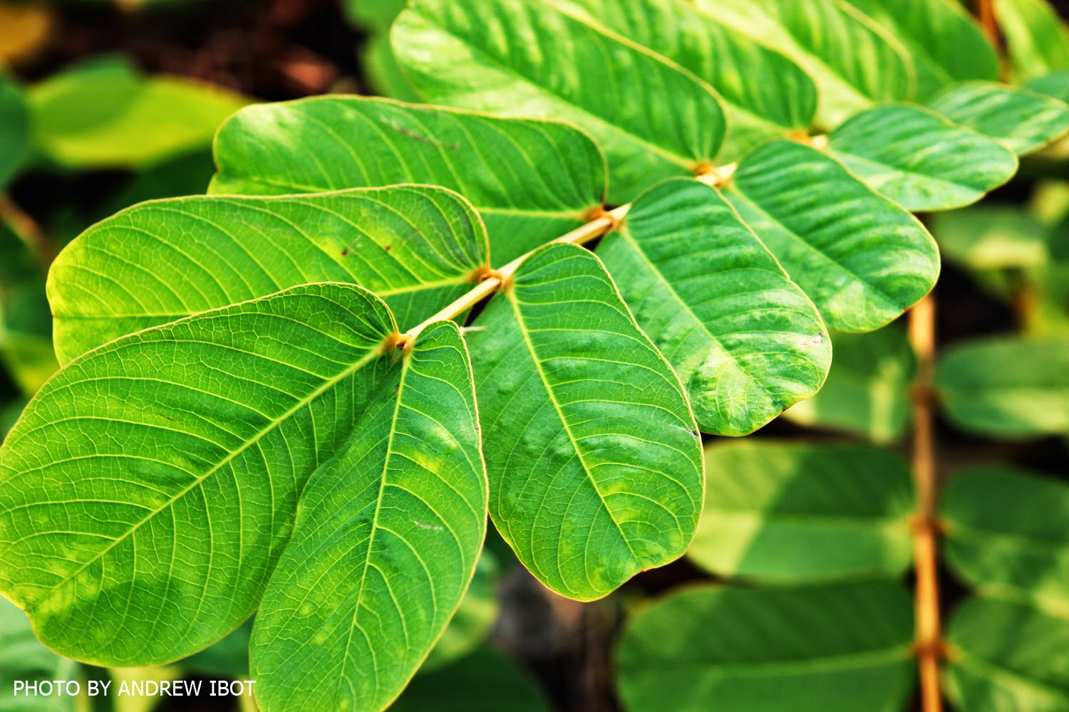 Ako si ANDREW IBOT!: Akapulko