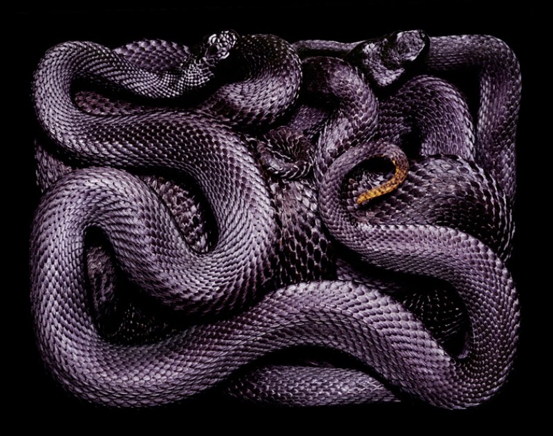 Untold Stories: The colors show the snakes
