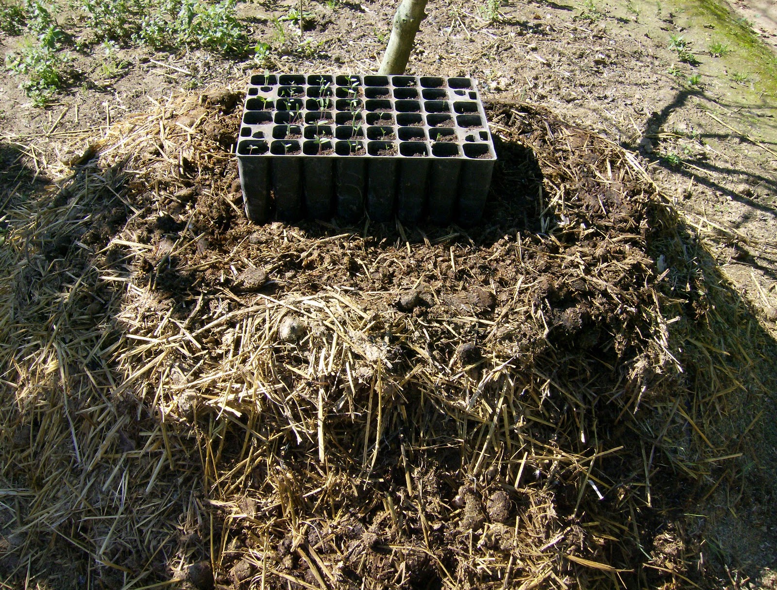 El huerto del Lopez: Realización de un semillero en "cama caliente"