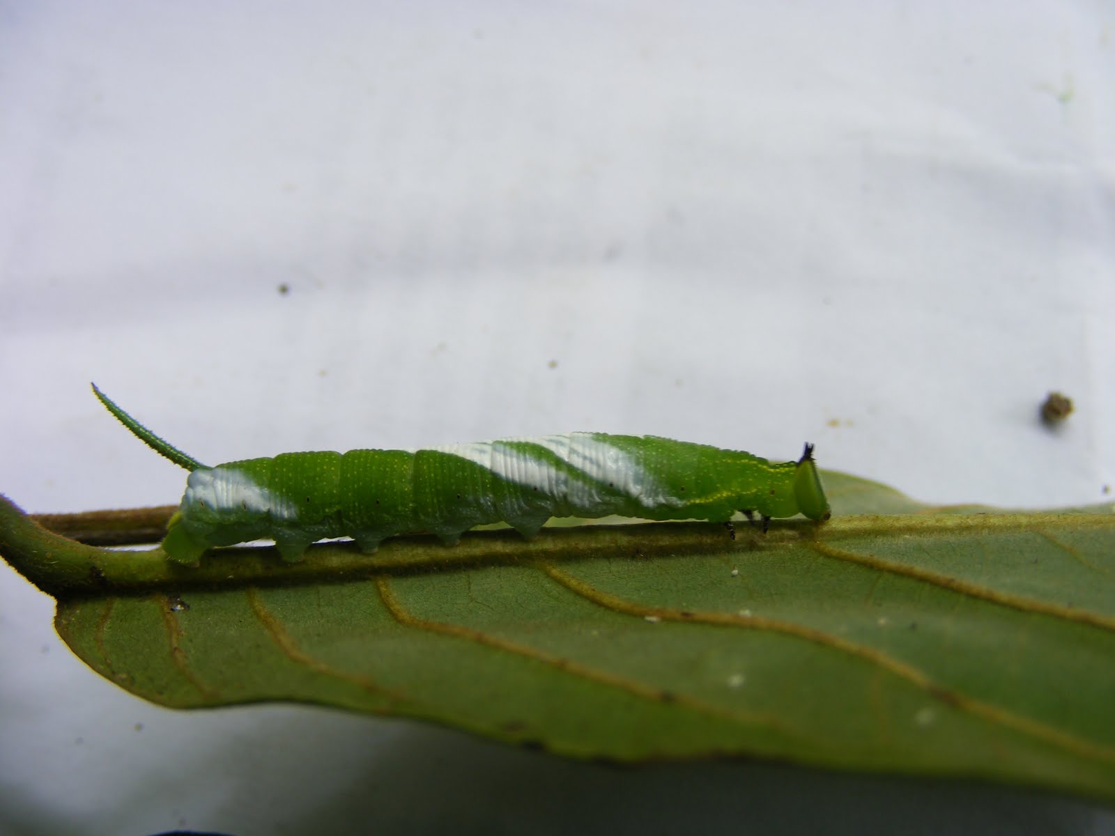 Caterpillar of the Day: Neococytius [cluentius?] | Caterpillar Eyespots