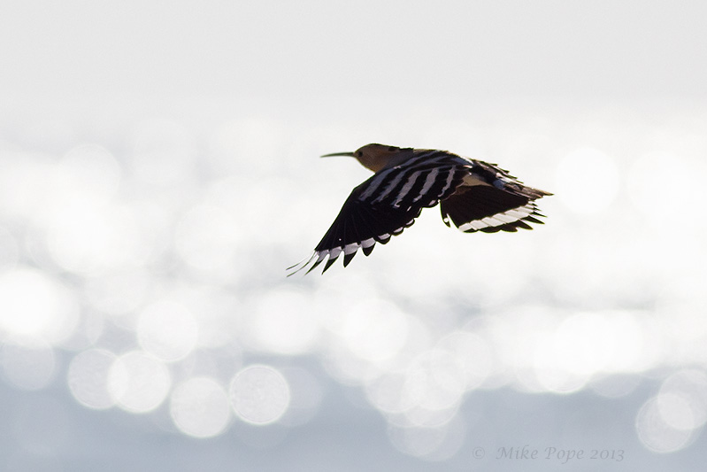 Kuwait Birding: Qaruh Island