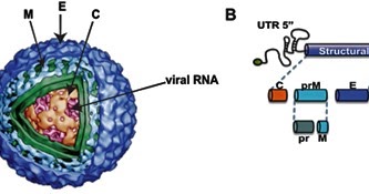 Ciencia y Biotecnología: Virus del Dengue (DENV)