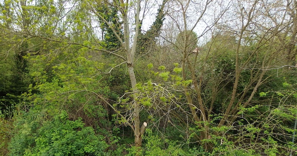 Tree Following With Lucy: May