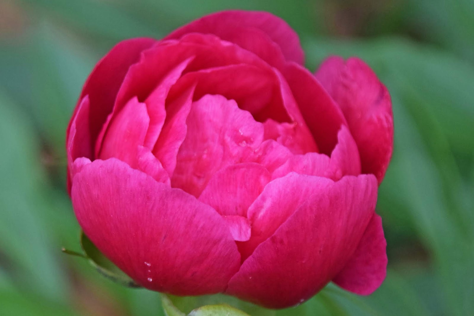 Southern Peony: 2019 Peony Blooms Week 3 Early Mid