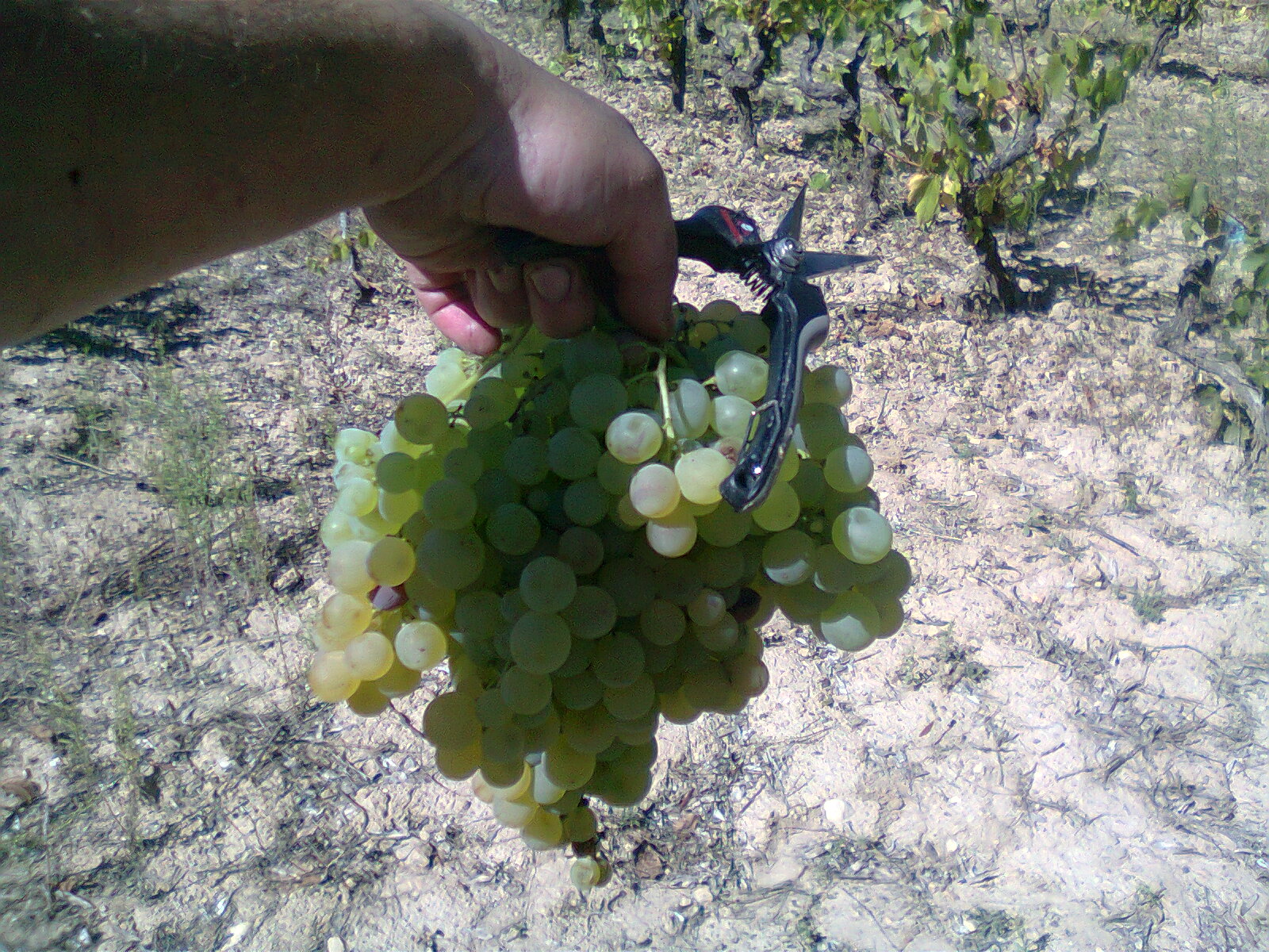 A Quinta do Fernando: A casta Bical.