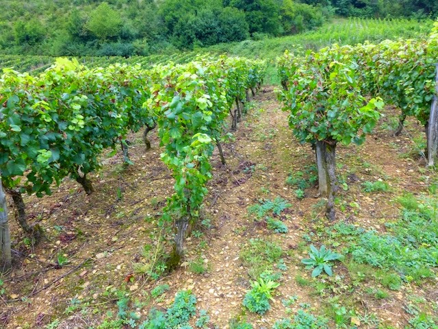 Wine Yoda: Wildlife In A Vineyard Without Poison