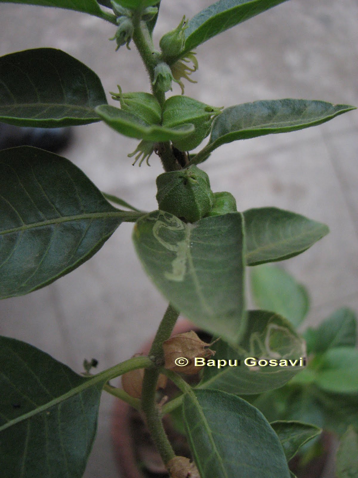 Withania Sonifera , Ashwagandha | Flowering Plants and Pictures