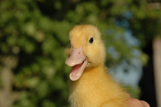 PROUD TO BE COUNTRY: Giant cardboard Gingerbread house