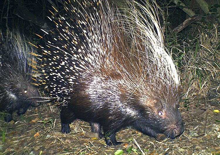 Remote Camera Trap - South Africa: Familiar Faces