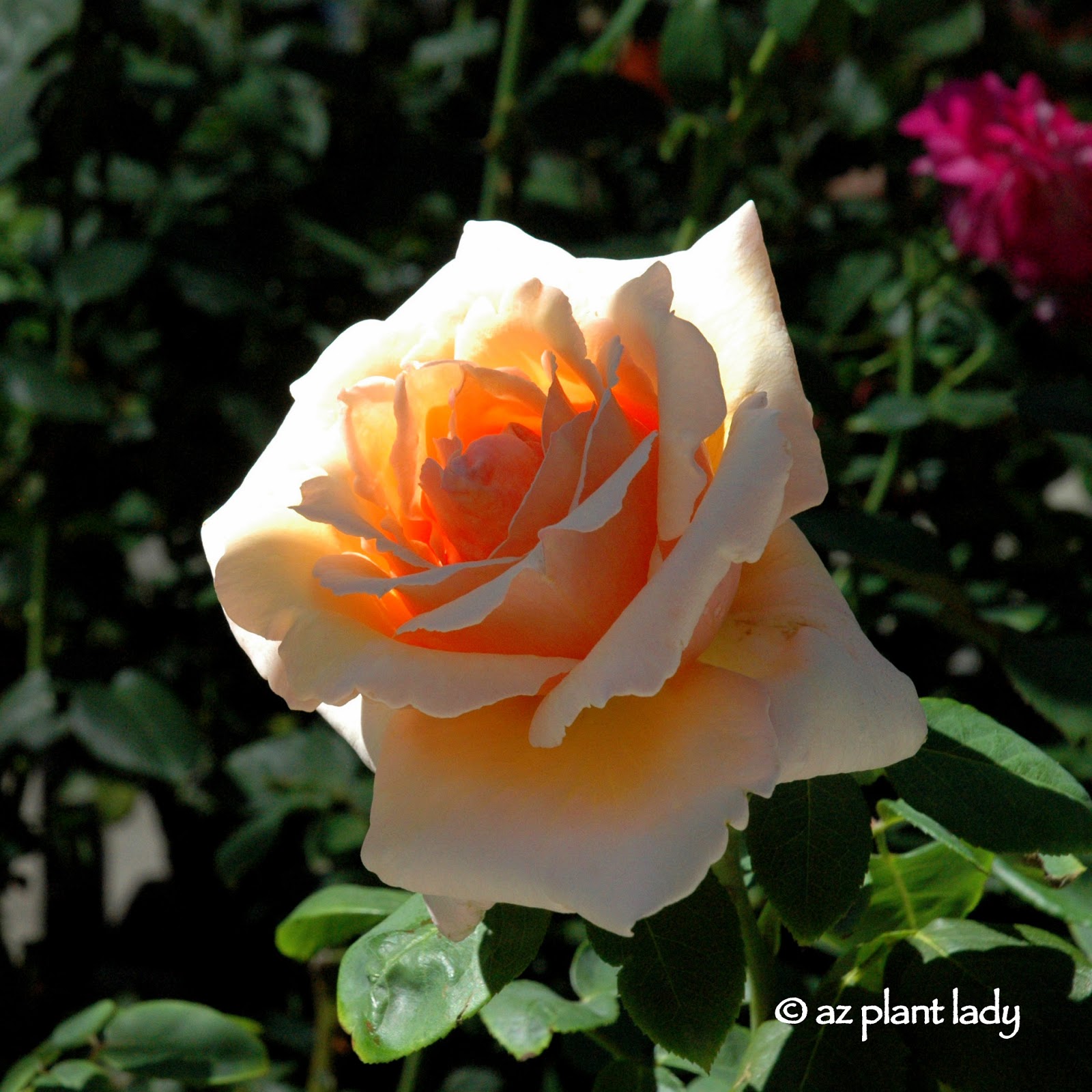 Fall Rose Tips for the Desert Garden