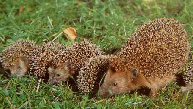 Colores de los erizos de tierra - Ecomundo