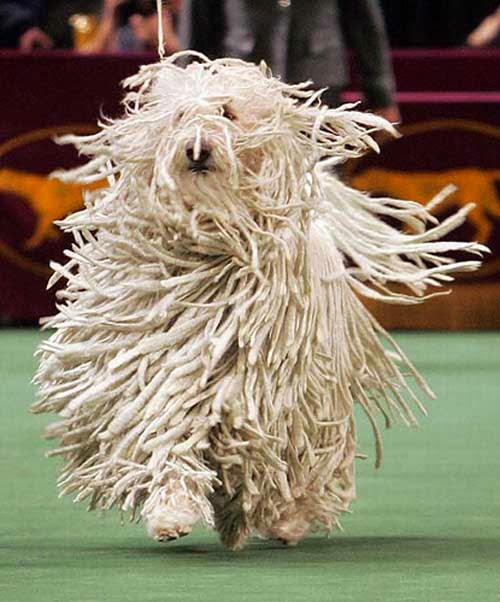 Na África Selvagem: Komondor: um cão fascinante