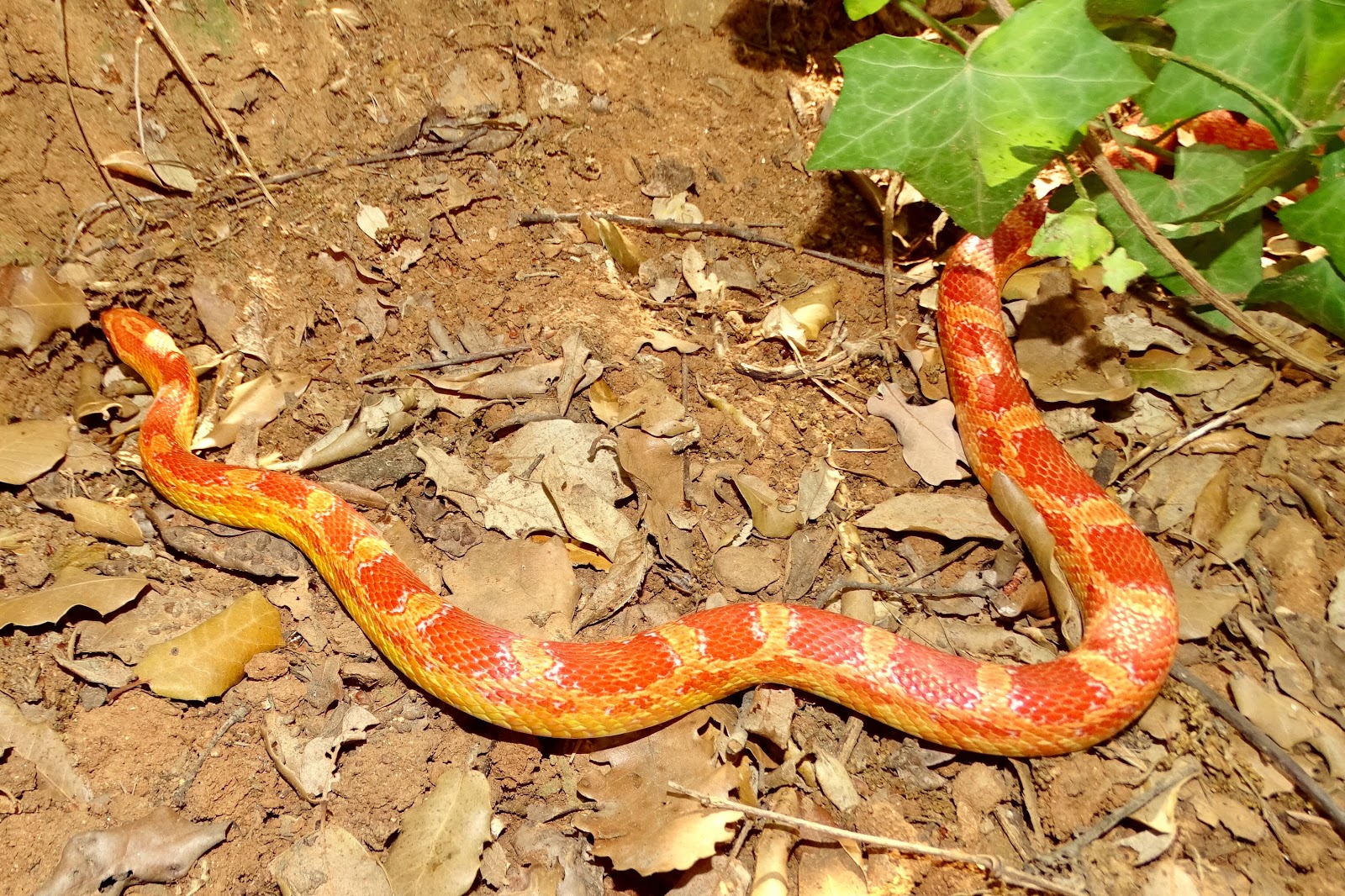 SERPIENTES DE TODO EL MUNDO: CULEBRAS