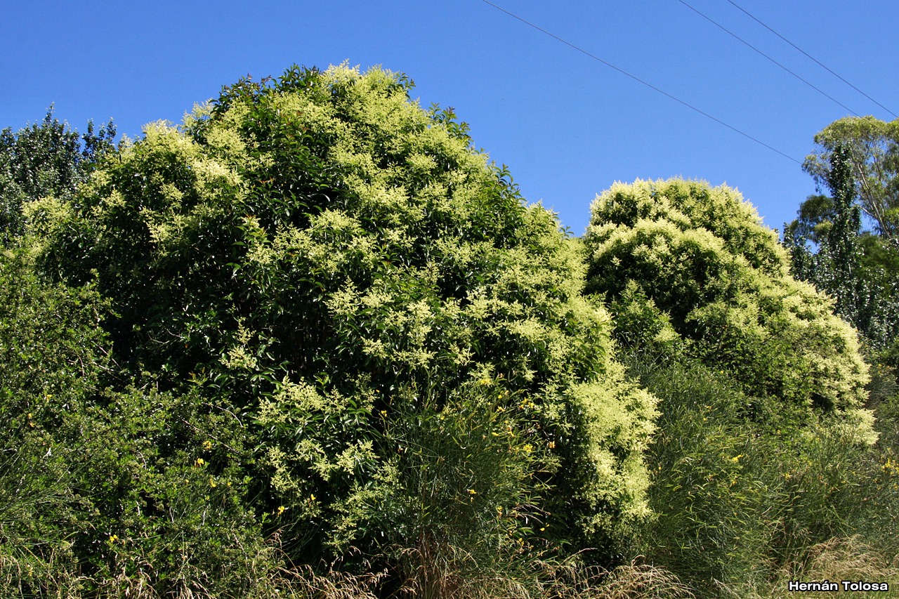 Flora Bonaerense: Ligustro (Ligustrum lucidum)