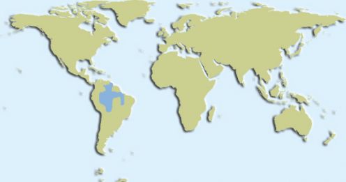 Murder is Everywhere: Pink Dolphins