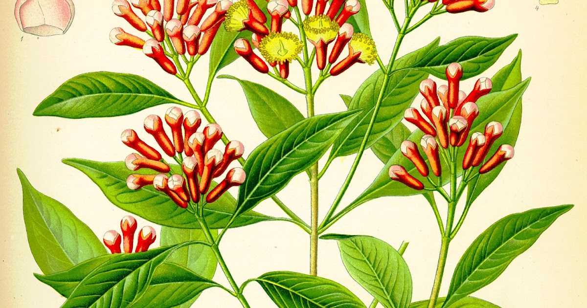 VADEMECUM NATURAL. FARMACOGNOSIA.: CLAVO