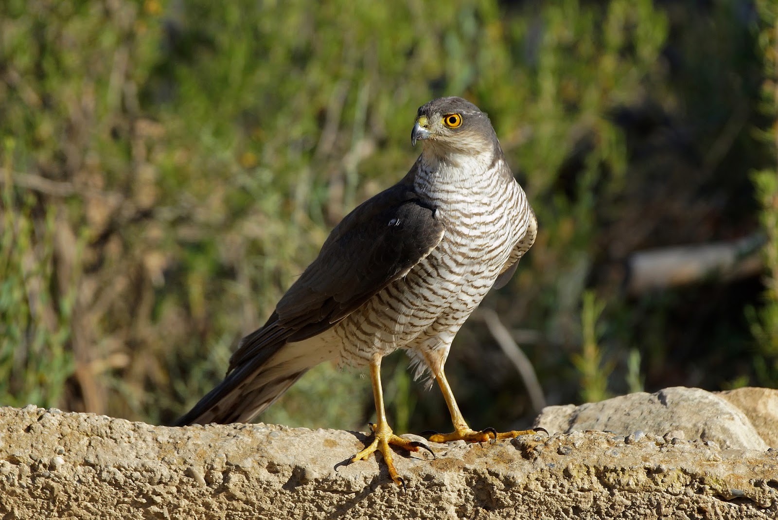 Pasión por las aves: Gavilán común.(Accipiter nisus)