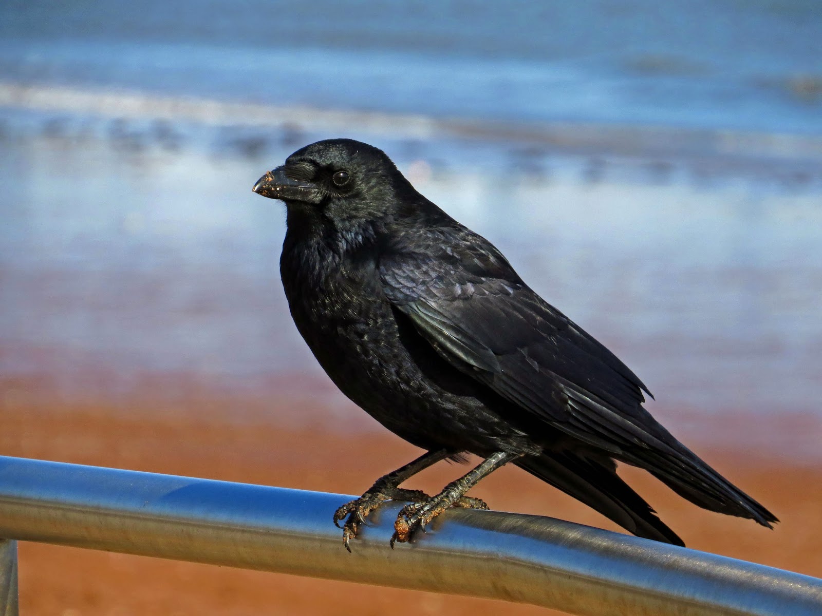Mareando la perdiz: Corneja negra