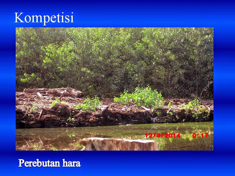 Ekositem Hutan Rawa Gambut: Ekosistem Hutan Rawa Gambut PPT