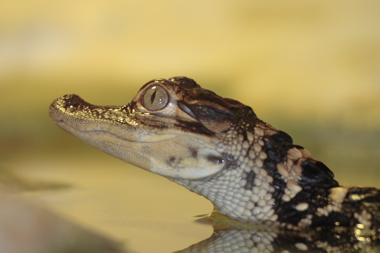 The Flying Mullet: Cannibalism Weeds Out Baby Alligators