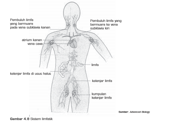 Sistem Limfatis - Our Akuntansi