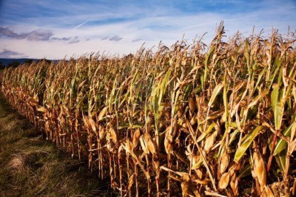 My Life My Destiny: DEKALB, ILLINOIS 1995