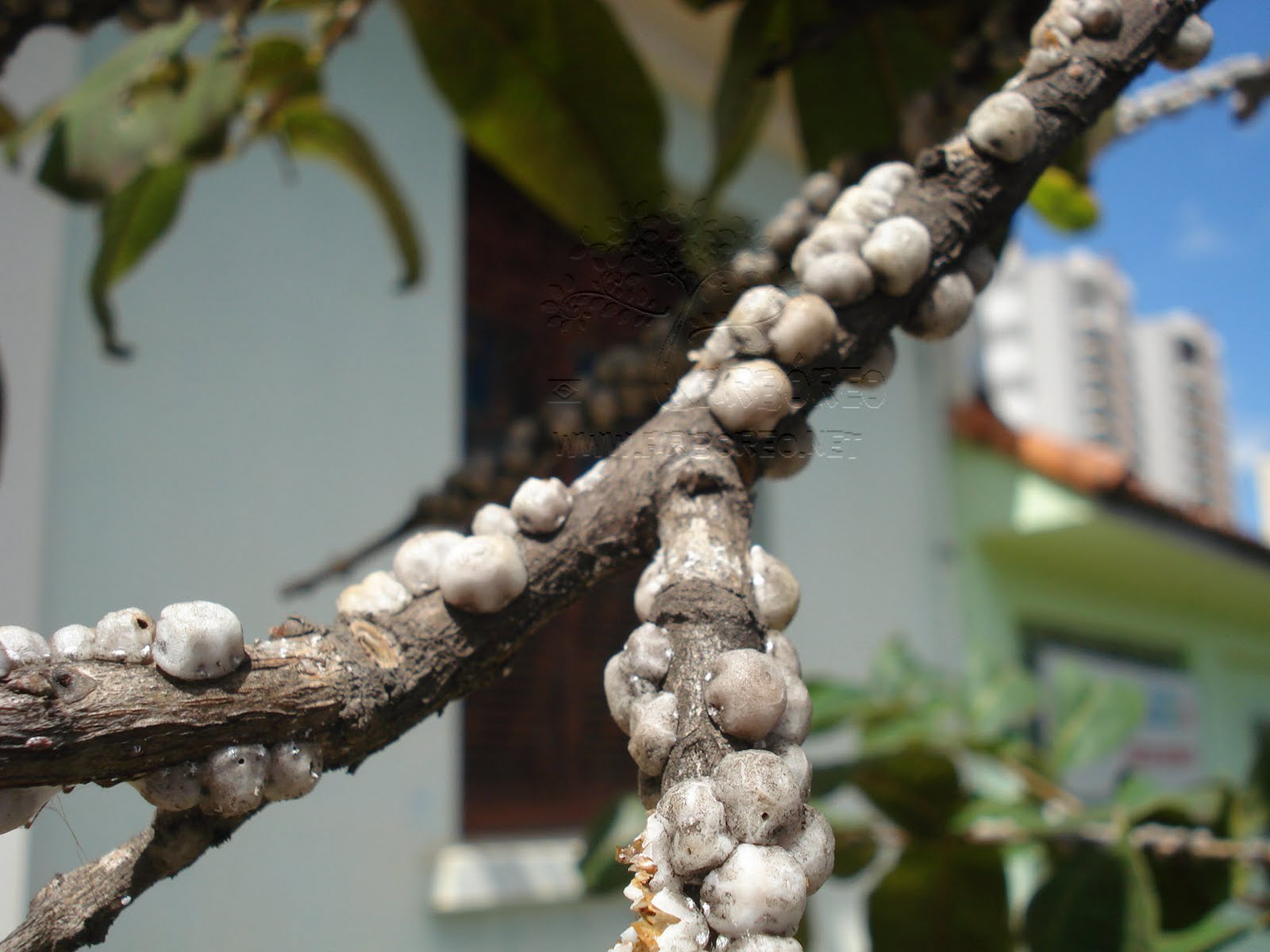 arboreo.net: Cochonilha-de-cera - Ceroplastes grandis