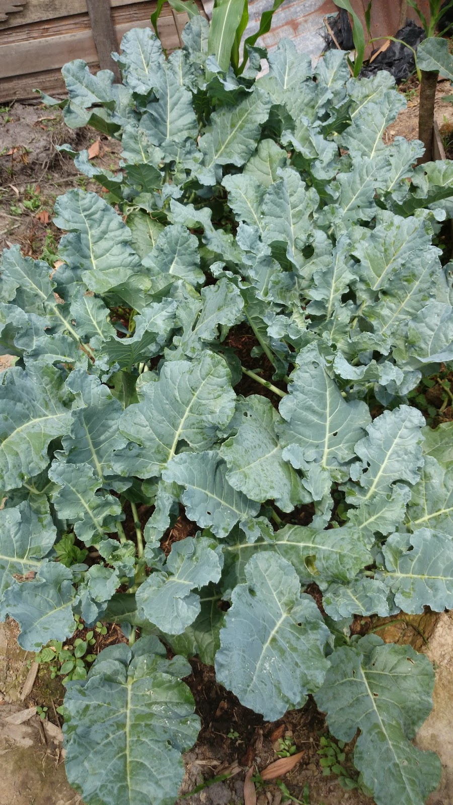 CARA DAN PANDUAN MENANAM BROKOLI HIJAU - Rangkuman Cara Bertanam Lengkap