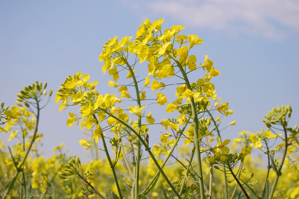 Chwile zaChwycone: Kwitnący rzepak