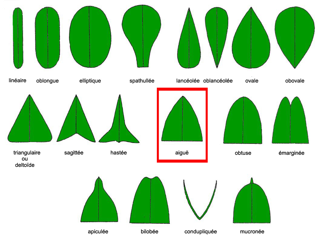 Pleurothallidinae: Lexique au tour des plantes : A