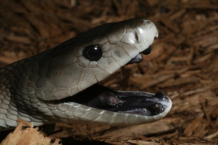Top 16 Most Dangerous BLACK MAMBA Snake Wallpapers In HD
