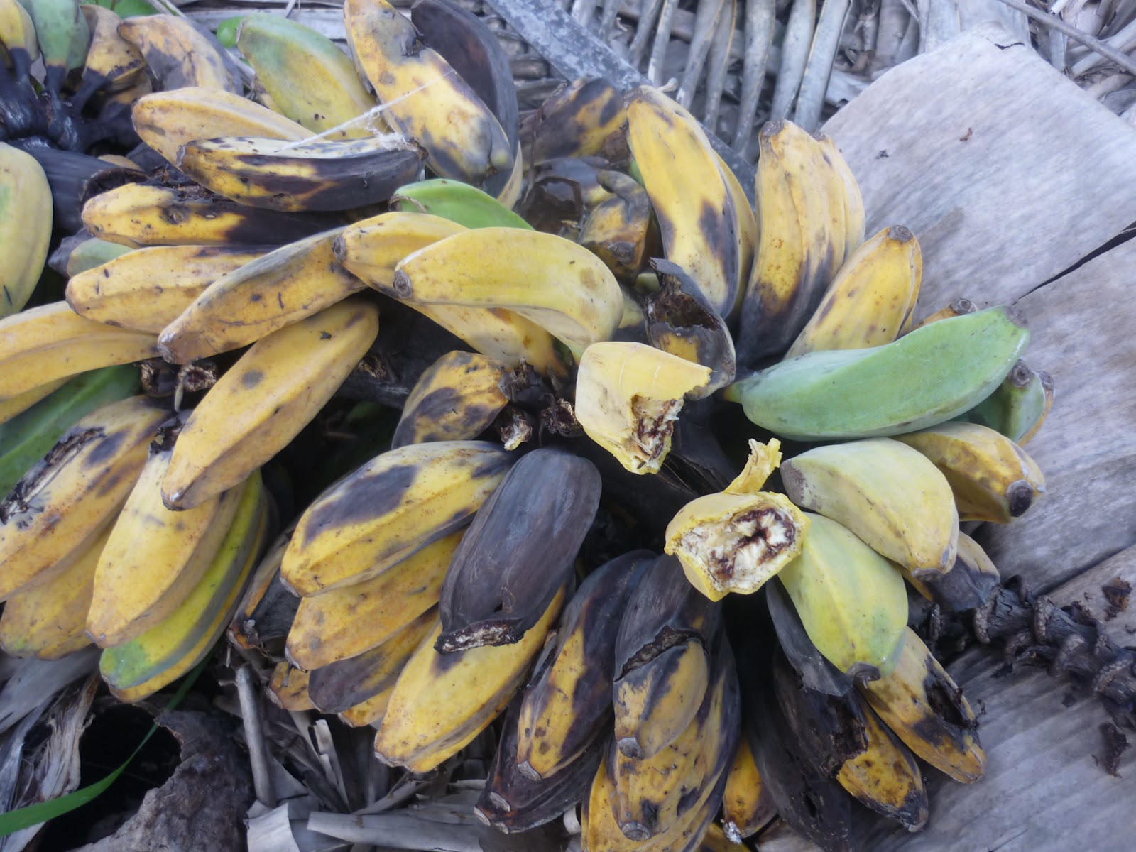Budak Bagan Datoh: BAGAIMANA NASIB PEKEBUN PISANG DI BAGAN DATOH