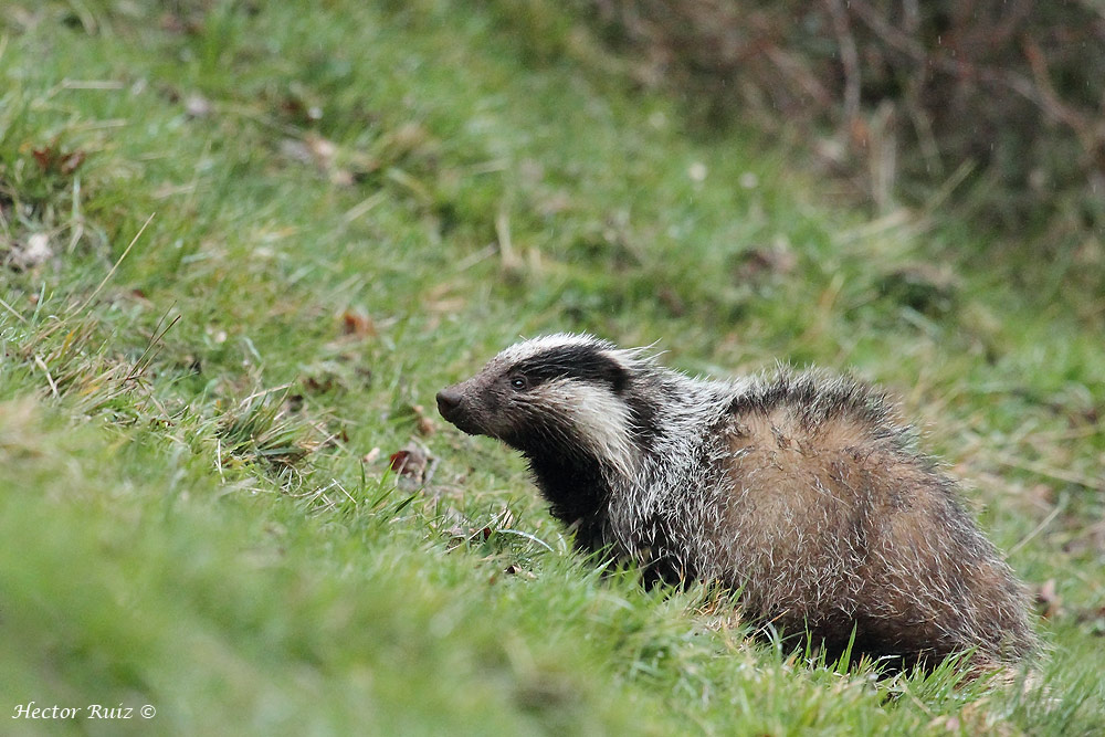 Zona Osera: El tejón: persiguiendo a un fantasma