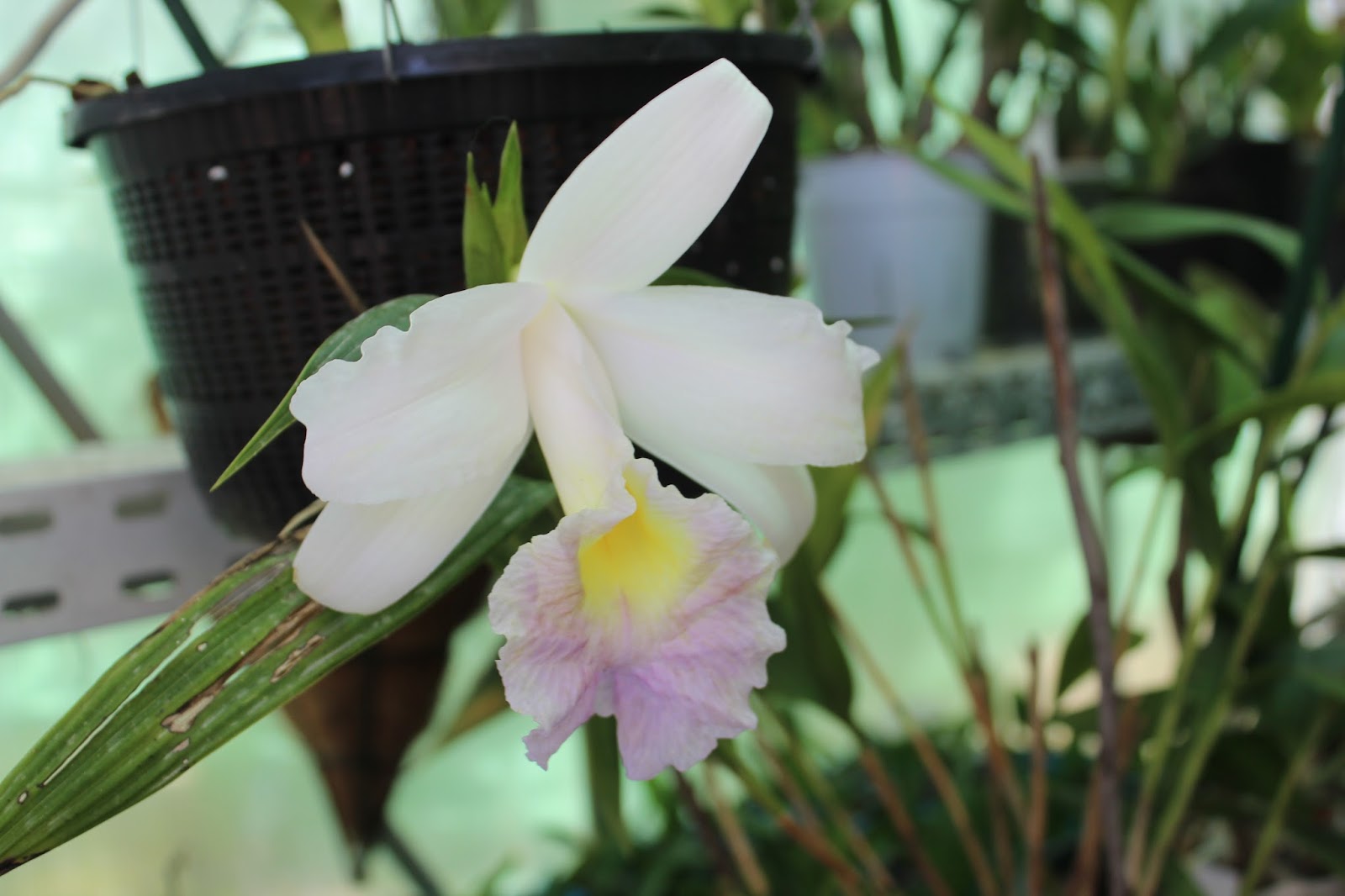 aventura com orquídeas: Sobrália