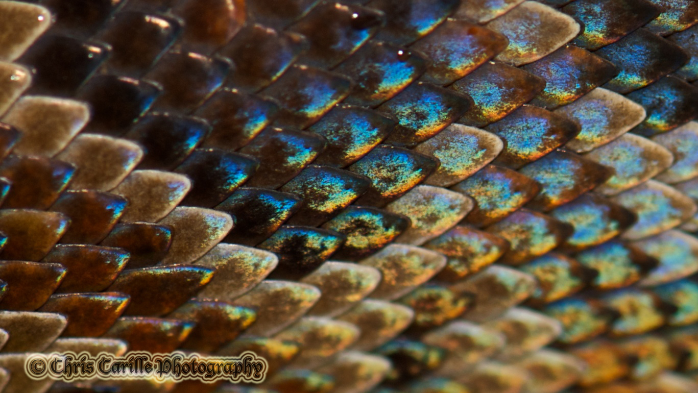 Garden of Eden Exotics & CC Photography: - Scales & Other Updated Pics