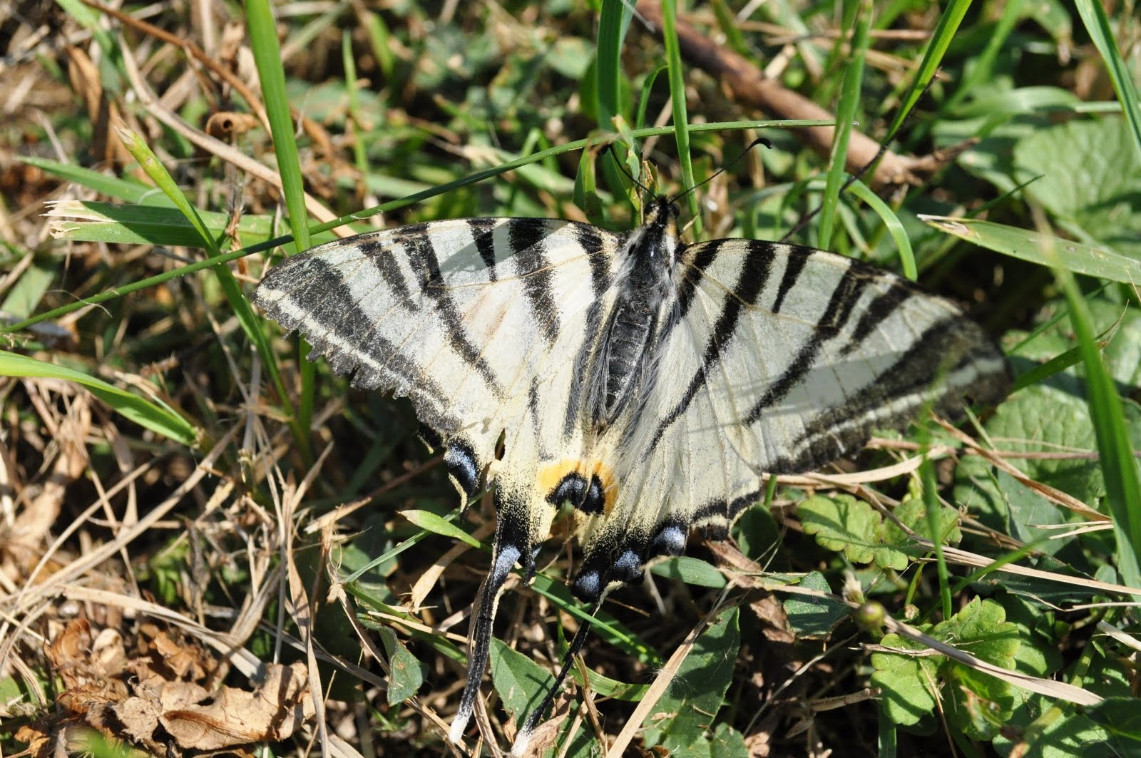 RoCicloMania: Fluture coada de randunica