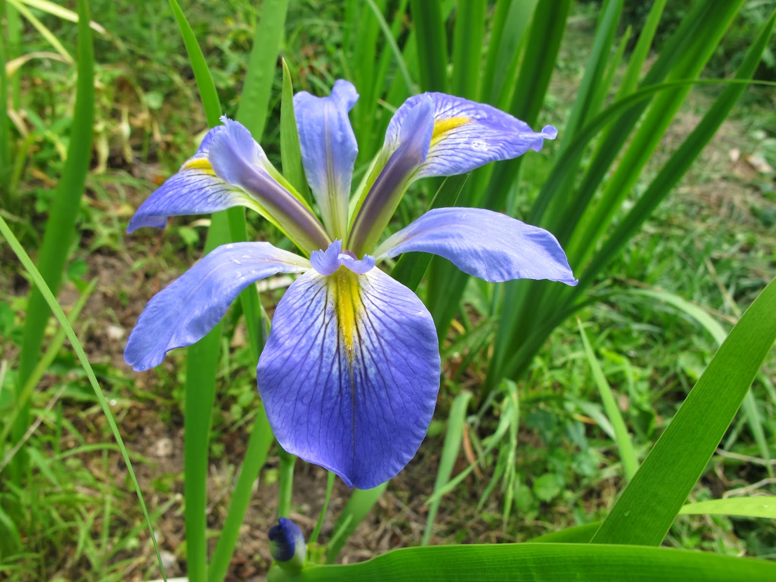 World of Irises: Iris brevicaulis the Short Stemmed Iris
