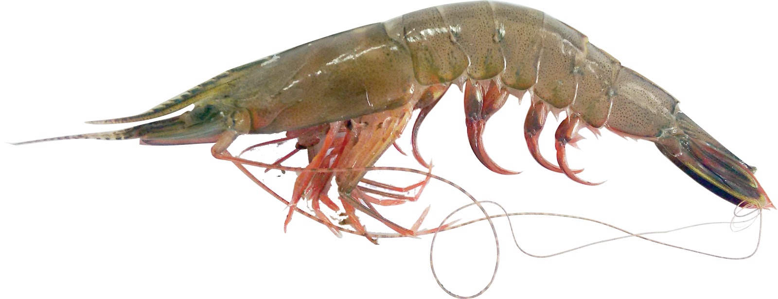 Oppdag Fisk!: Sverdreke/Sword Prawn/Parapenaeopsis Hardwickii (Saltvann)