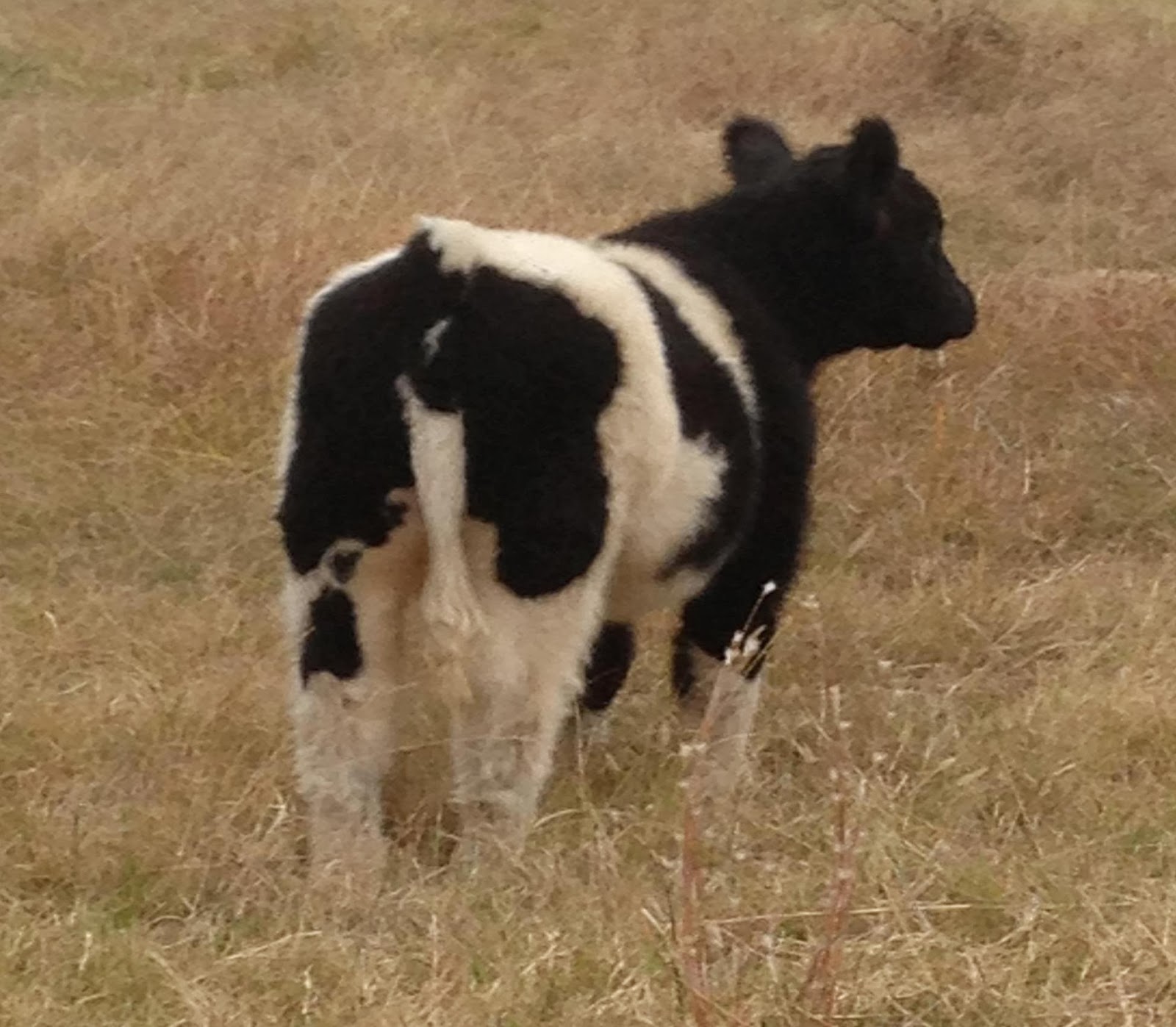 DIAMOND G CATTLE CO.: Lott Show Cattle - Oklahoma