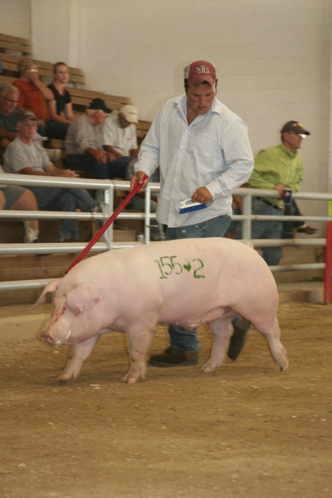 NSR Show & Sale Results: 2012 National Barrow Show Landrace Boar & Gilt ...