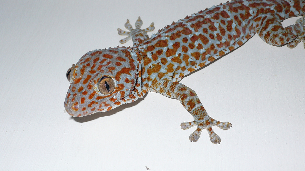 Ciri khusus yang dimiliki tokek berserta fungsinya adalah | SAHABAT ...