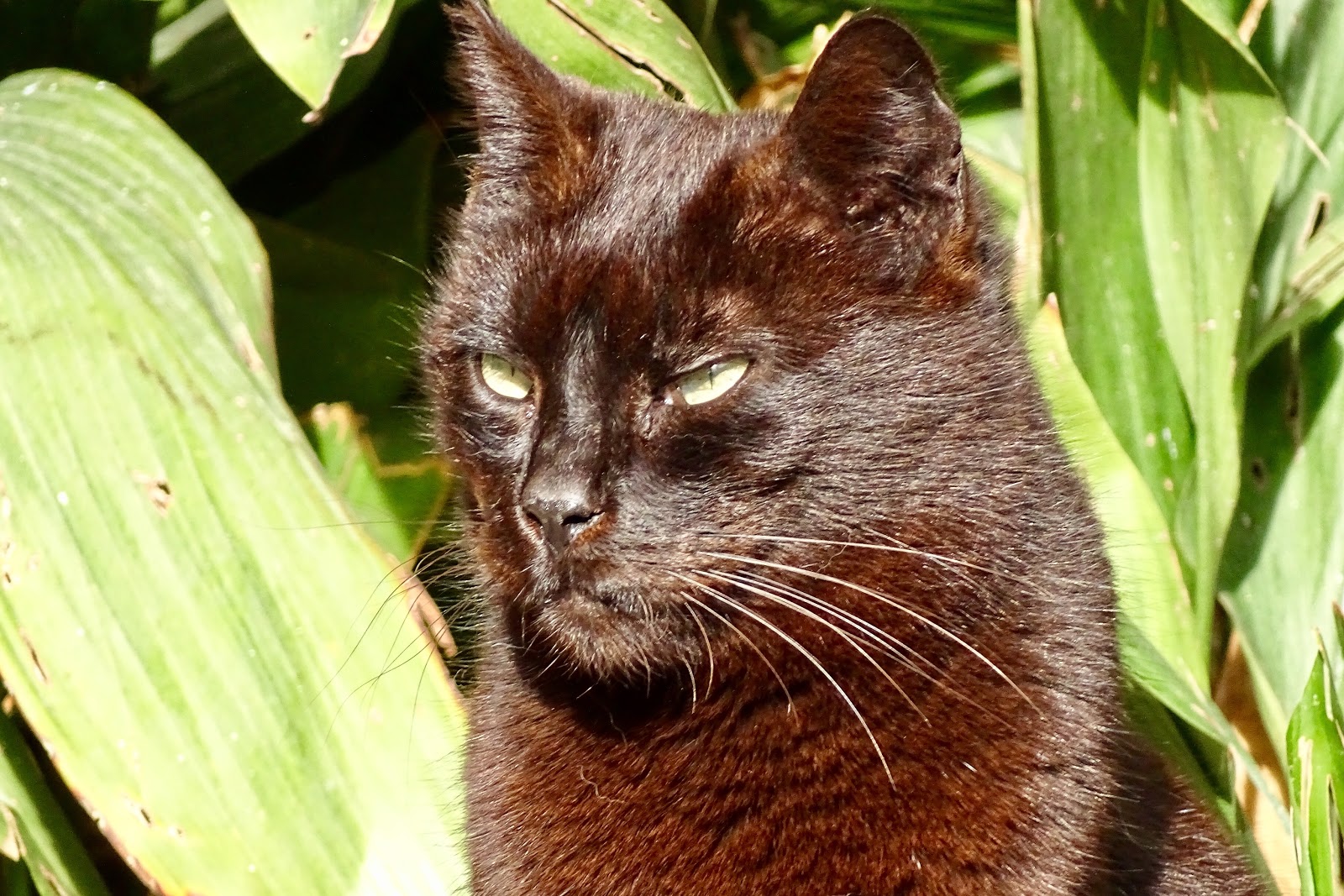 SANTICAT GATOS CIMARRONES: GATO CHOCOLATE Y GATO LILA